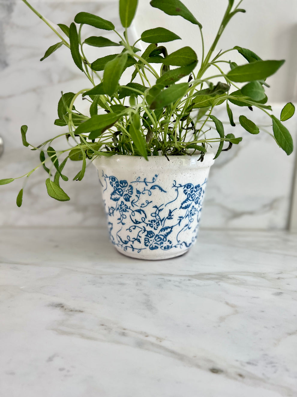 Blue & White Pot – Heirloom Terrain